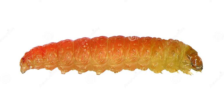 False Codling Moth. Larva stock image. Image of insects - 212384913