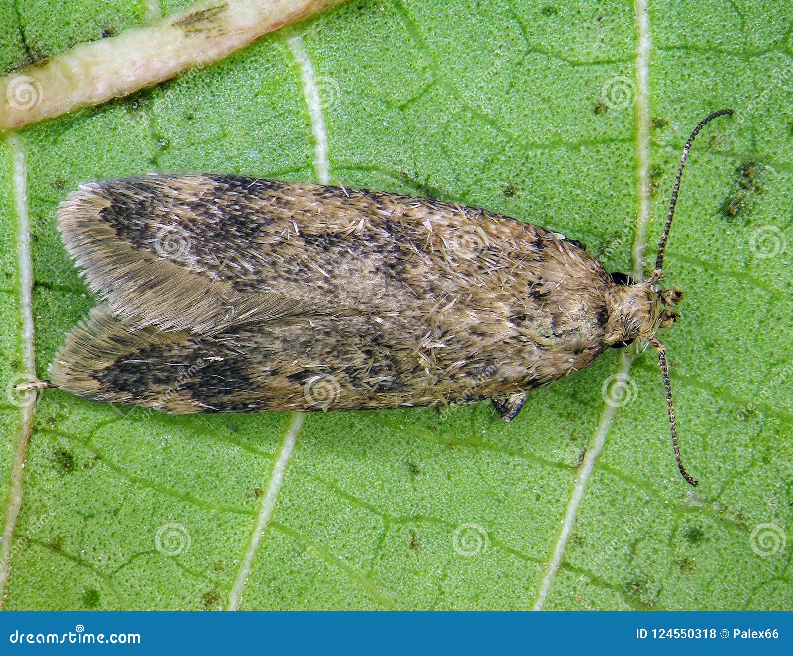 Codling Moth Pest Damage On Apple, Isolated On White. Cydia Pomonella ...