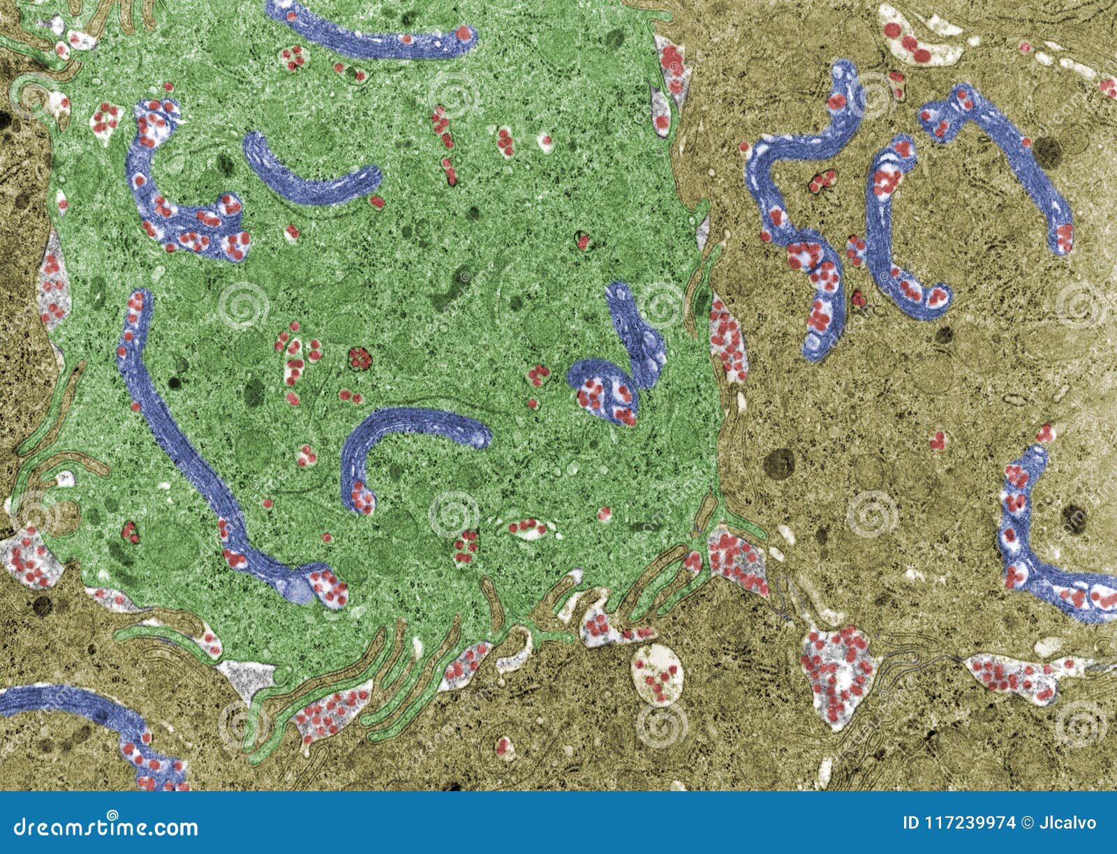 Chylomicrons. Intestinal Cells Stock Photo - Image of intestine ...