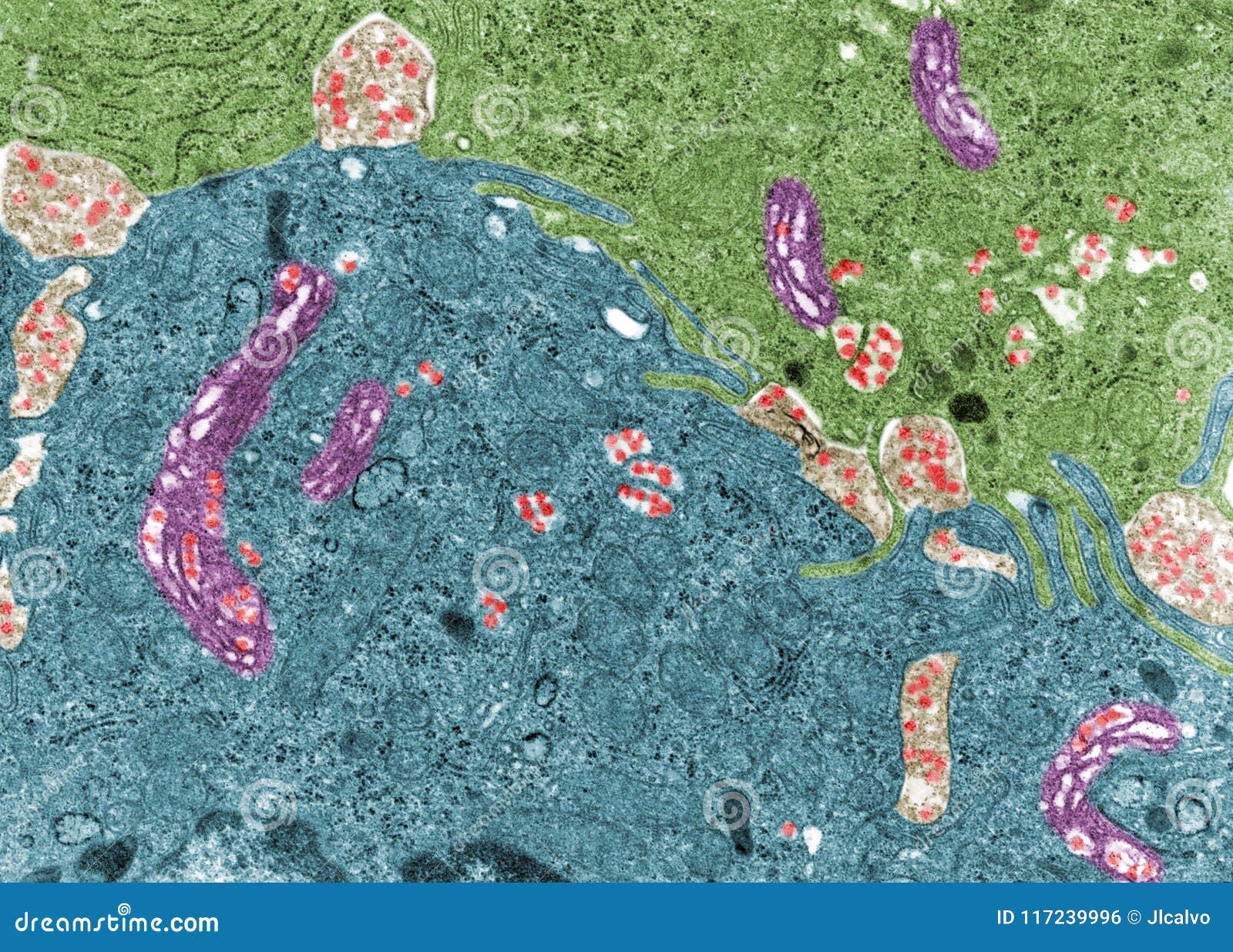 Electron Microscope Color Images Cell
