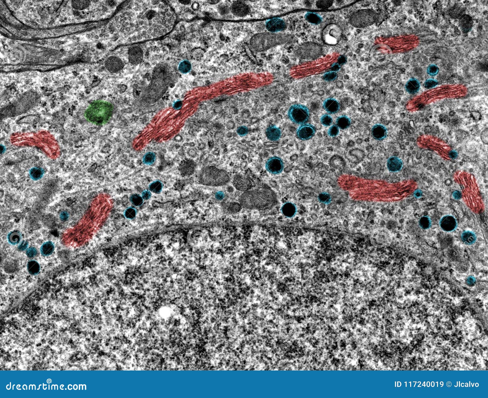 Centriole Electron Micrograph