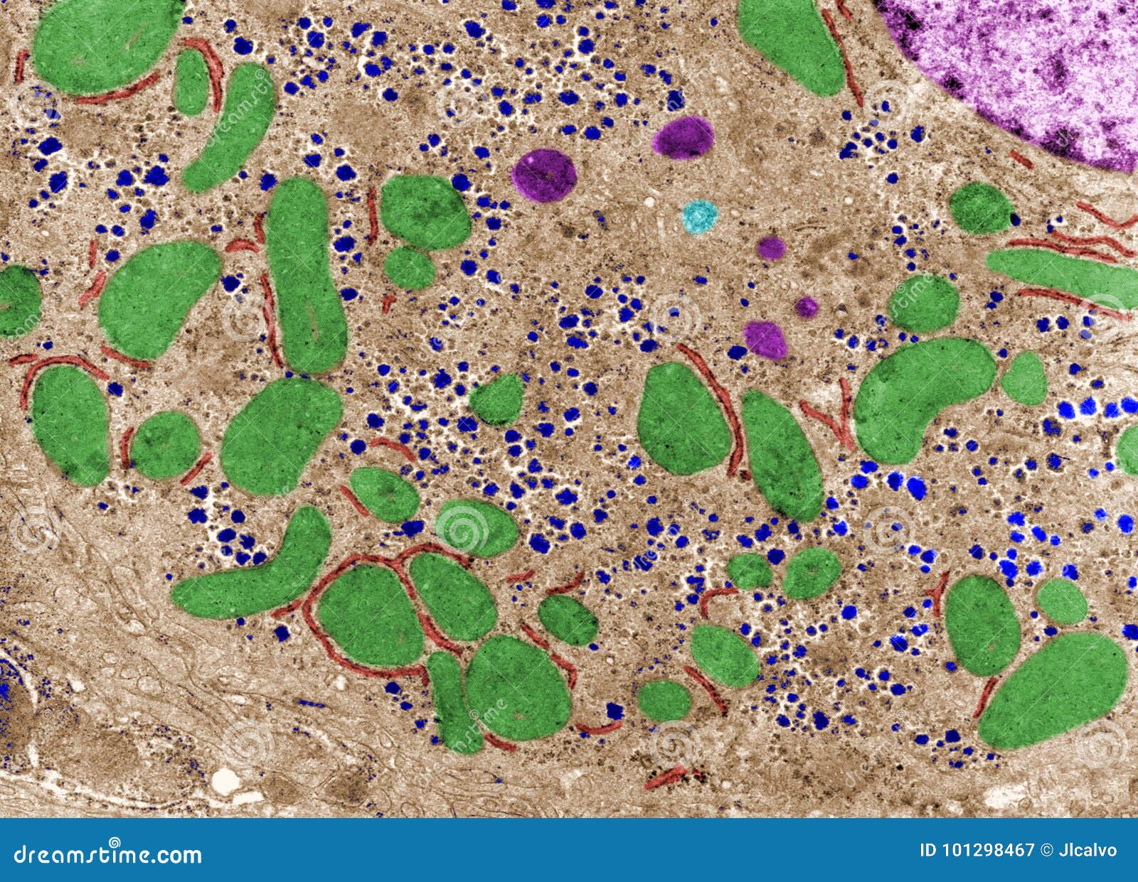 Cytoplasm. Cell Organelles. False Colour TEM Stock Image - Image of ...