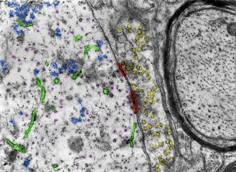 Synapses. TEM stock photo. Image of biology, electron - 117239966