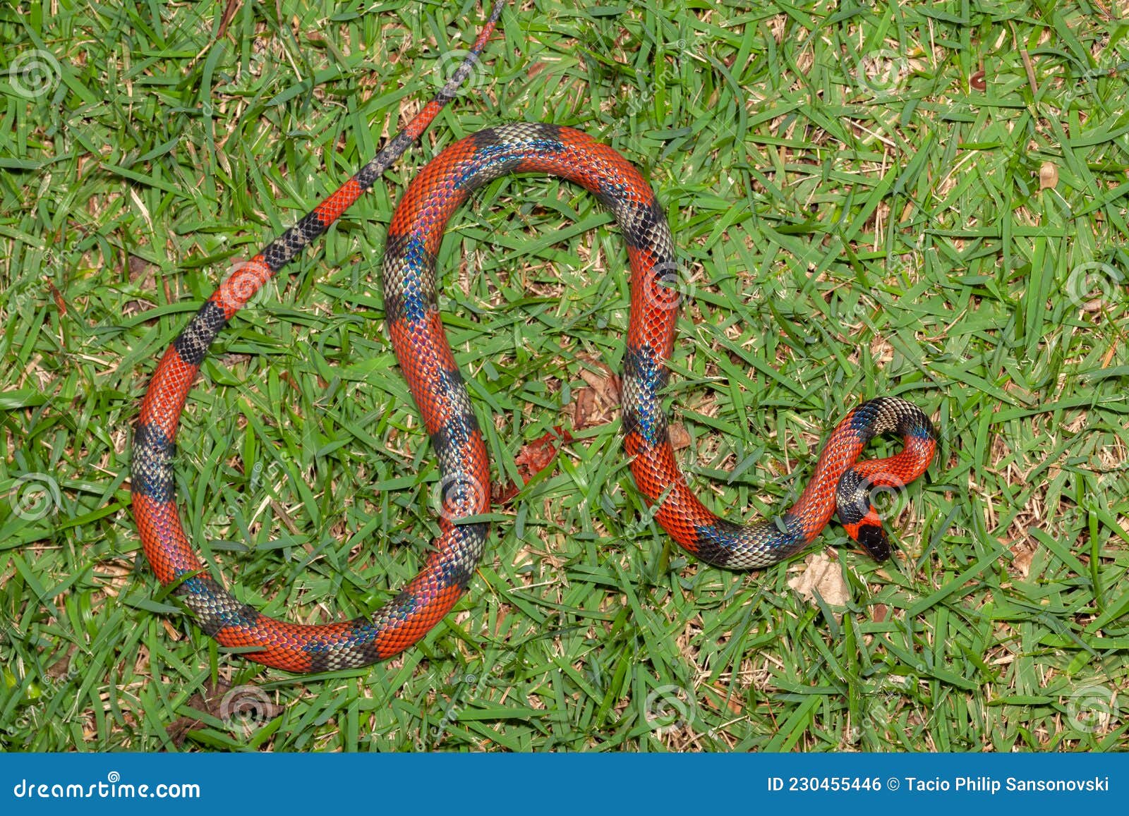 False Coral Snake Oxyrhopus Guibei Stock Photo - Image of harmless ...