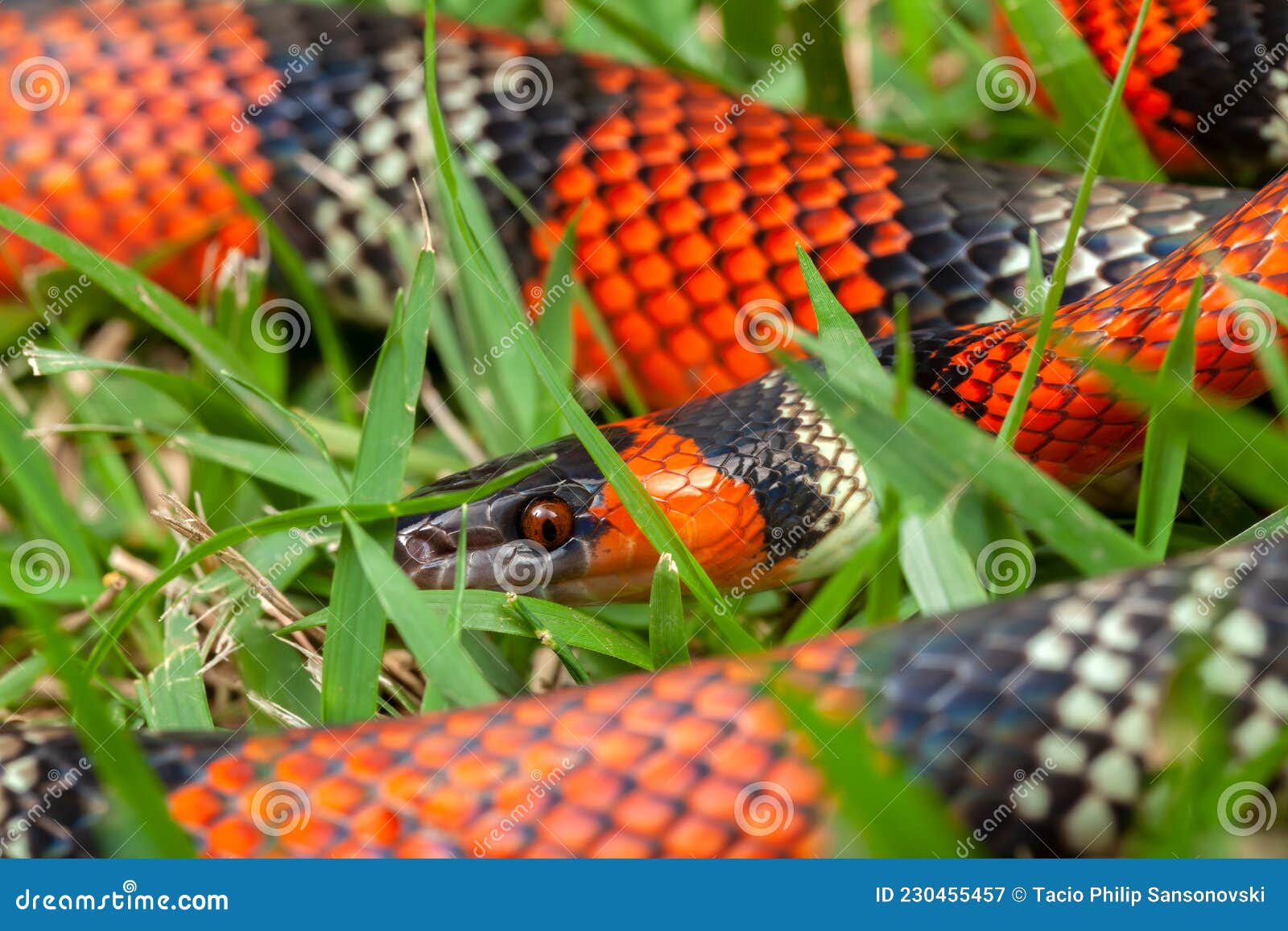 False Coral Snake Oxyrhopus Guibei Stock Image - Image of oxyrhopus ...