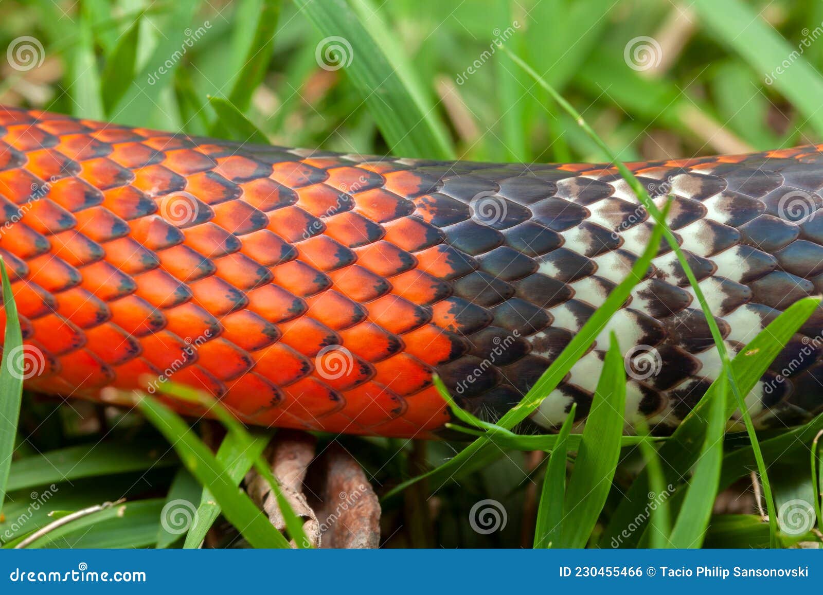 False Coral Snake Oxyrhopus Guibei Stock Photo - Image of venon ...