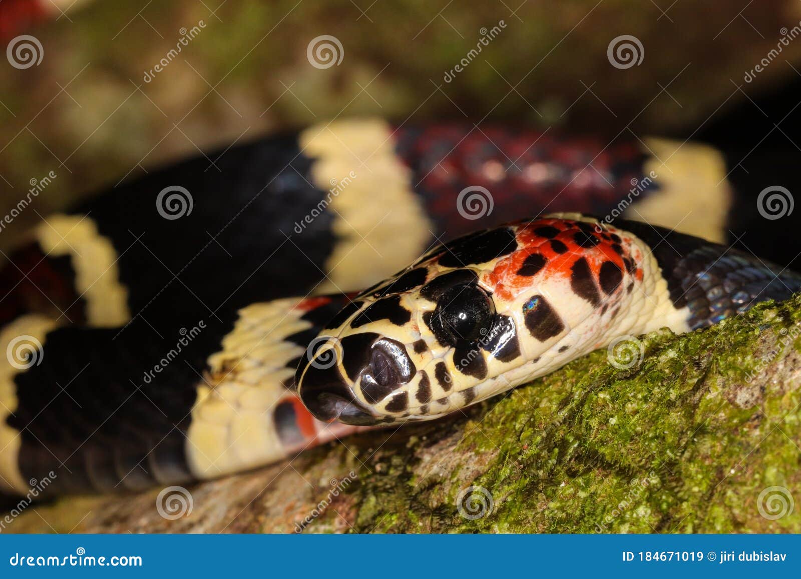 False Coral Snake Rhinobothryum Stock Image - Image of false, toad ...