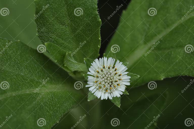 False Daisy. Eclipta Prostrata. Eclipta Alba. Bhringraj. Karisalankanni ...