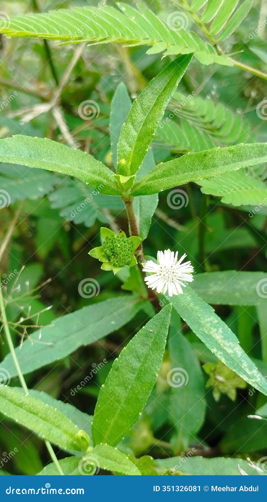 False daisy plant natural stock image. Image of food - 351326081