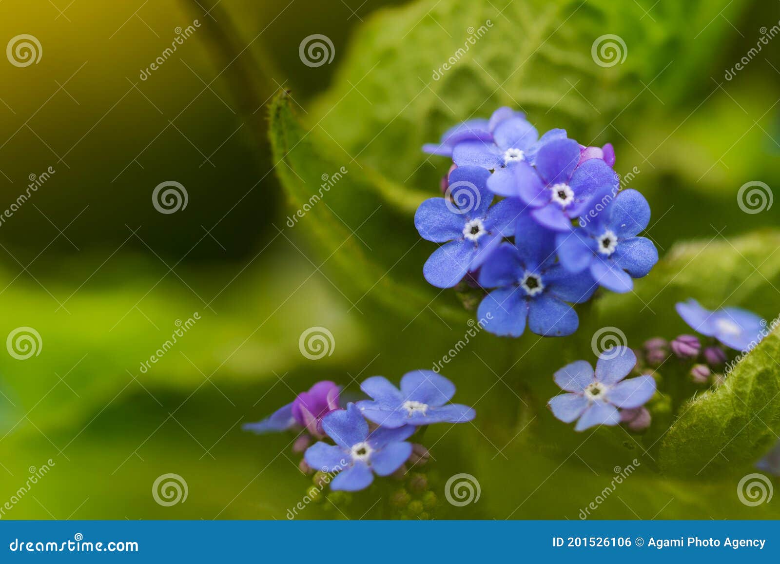 False Forget-Me-Not; Brunnera Macrophylla Stock Photo - Image of europe ...