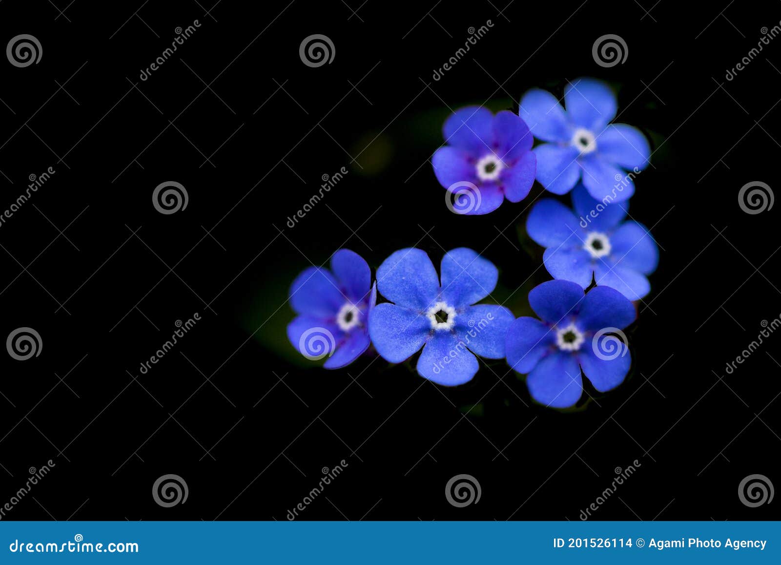 False Forget-Me-Not; Brunnera Macrophylla Stock Photo - Image of flora ...