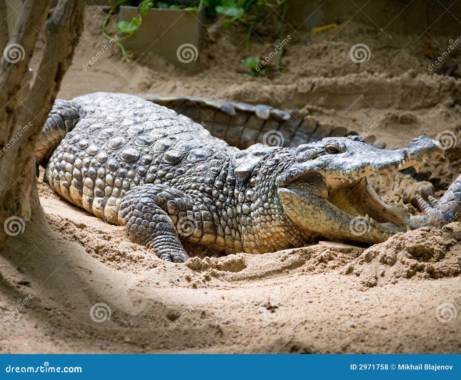 Opiniones de Gavialis gangeticus