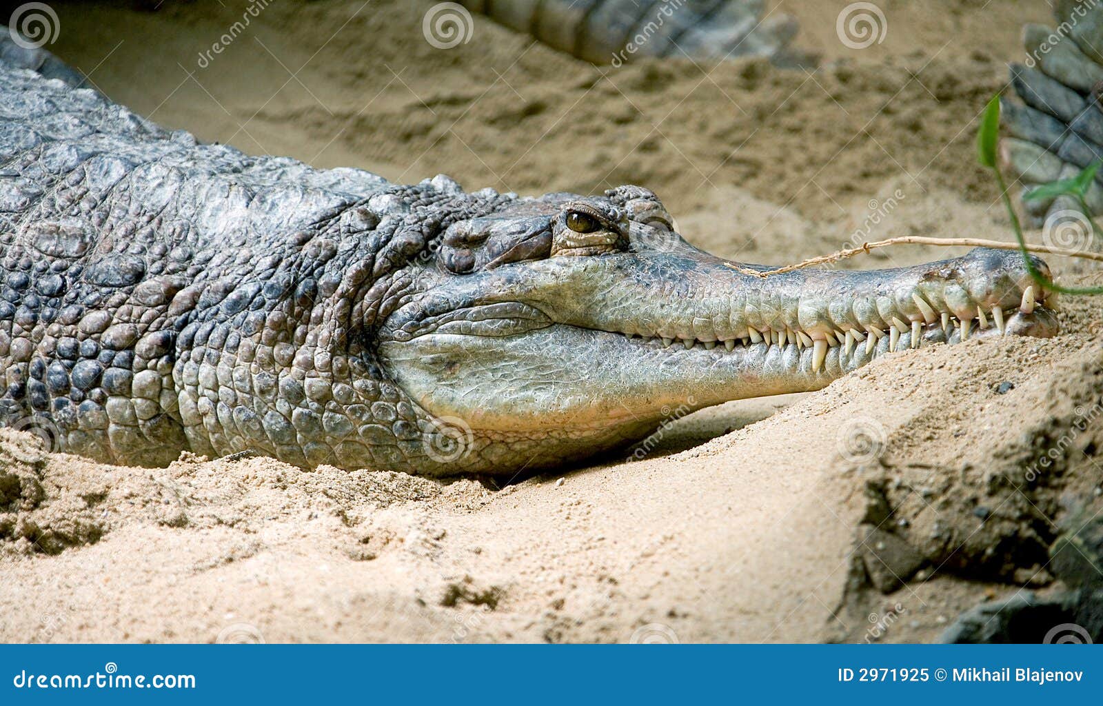 False Gavial