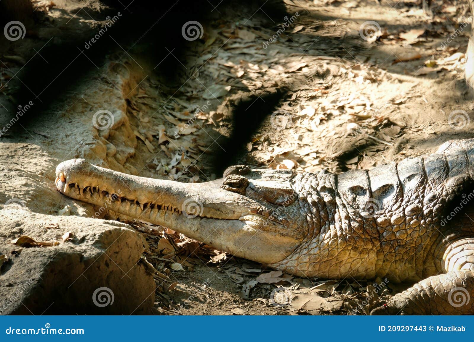 False gharia stock image. Image of mouth, malayan, predator - 209297443