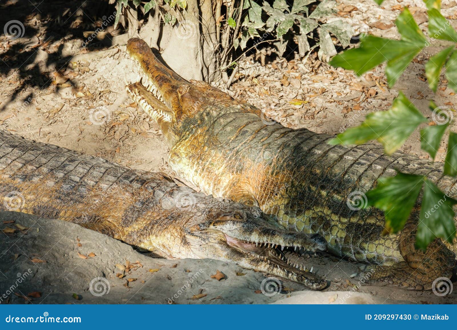 False gharia stock photo. Image of animal, sharp, gavial - 209297430