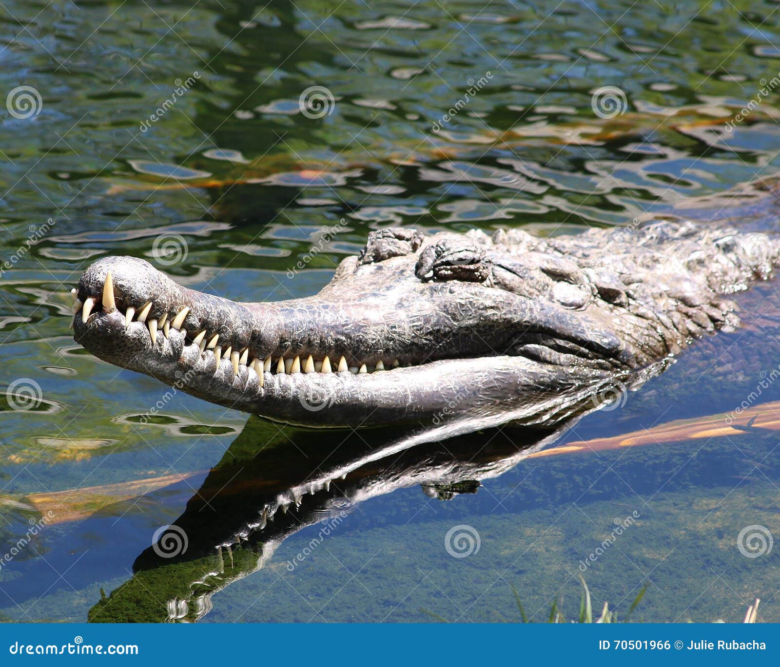False Gharial crocodile stock photo. Image of gharial - 70501966