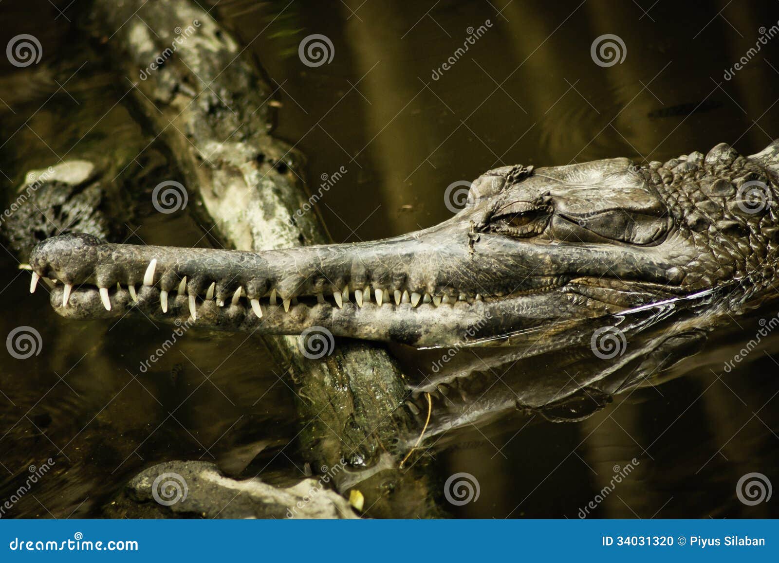 False Gharial stock photo. Image of asia, teeth, side - 34031320