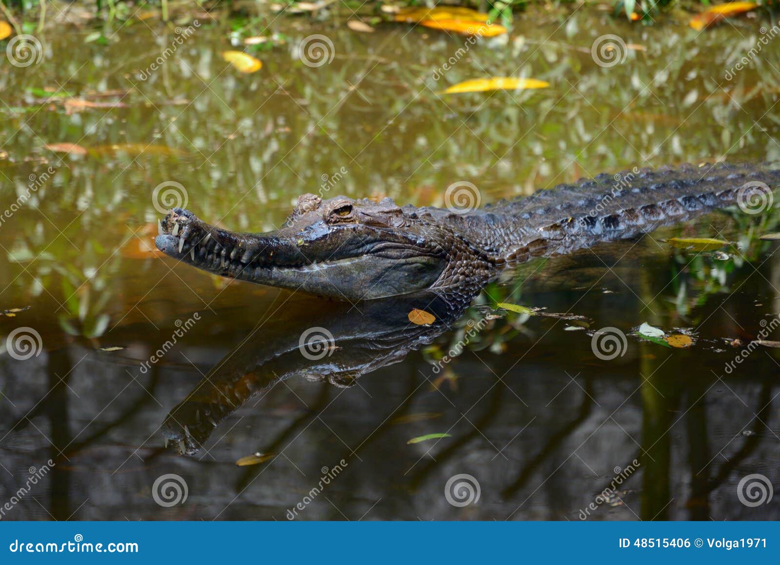 False gharial stock photo. Image of endangered, reflection - 48515406