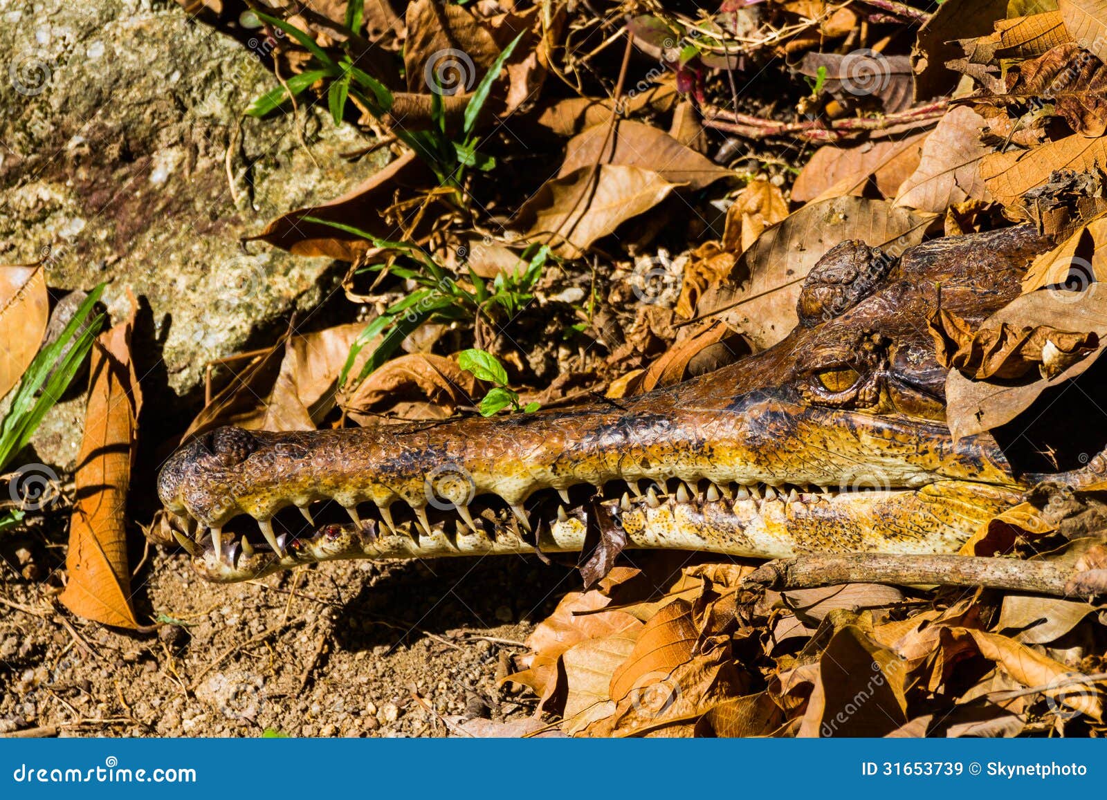 False Gharial stock image. Image of daylight, malayan - 31653739