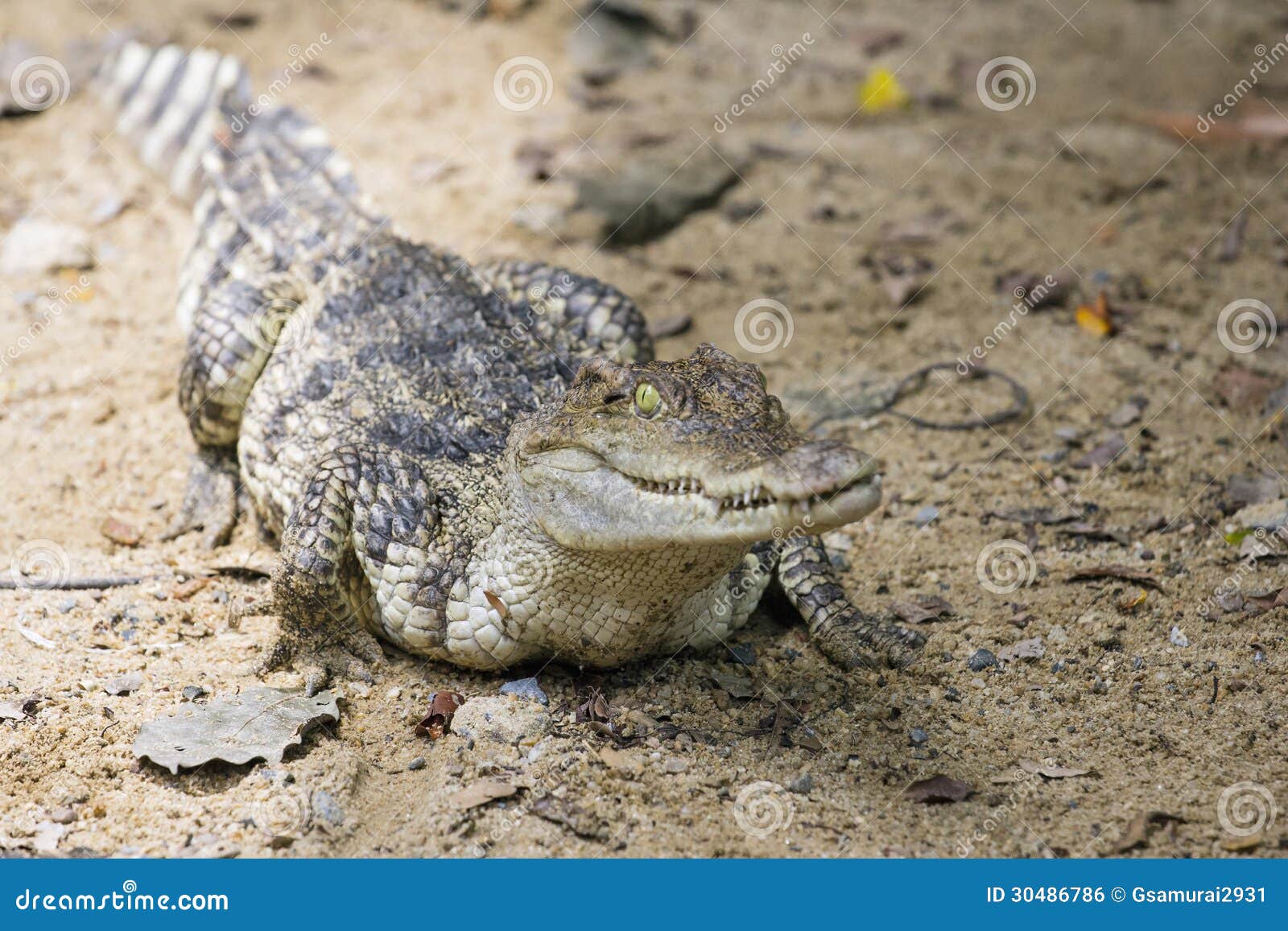 False gharial stock photo. Image of aquatic, water, thin - 30486786