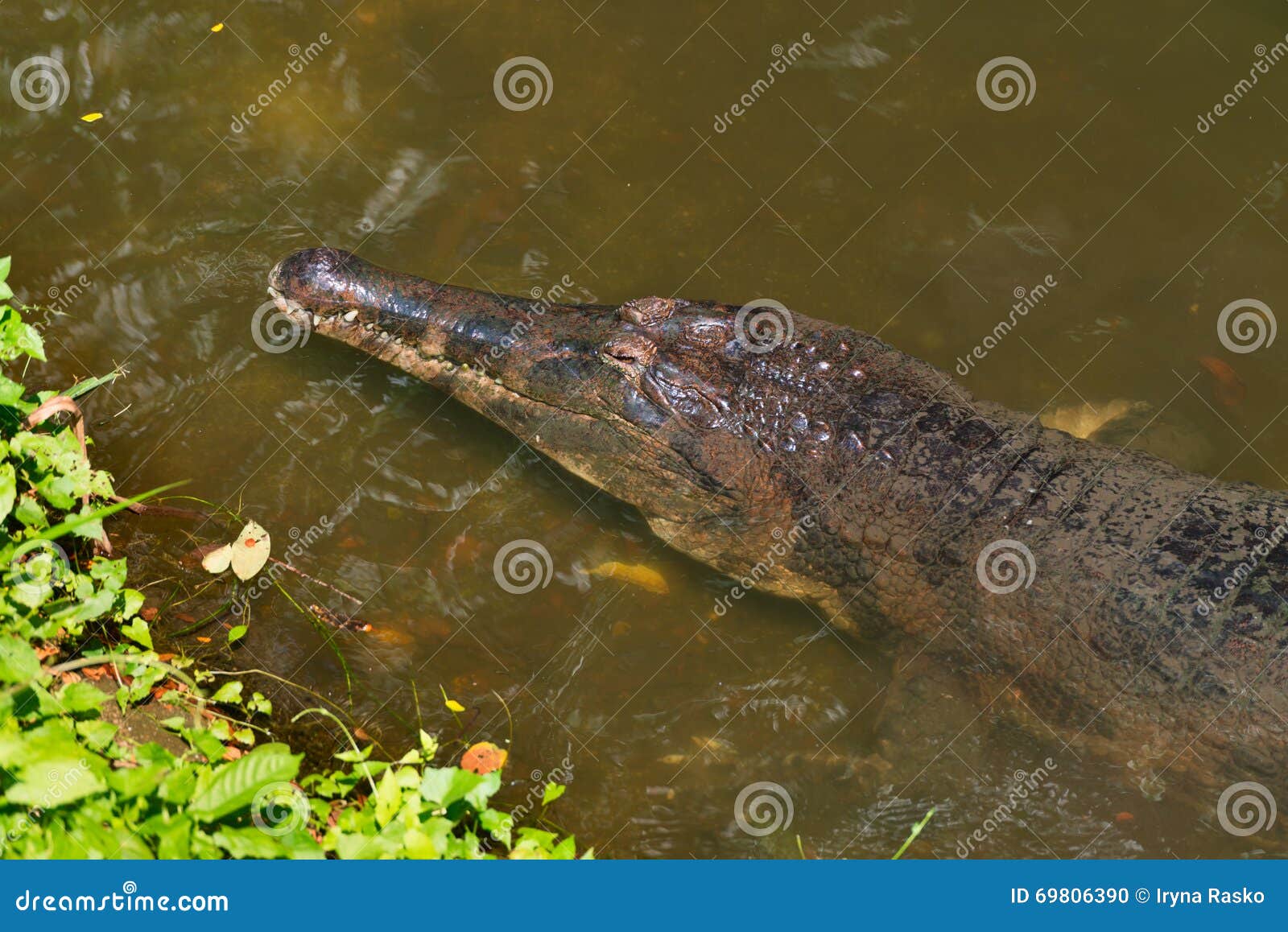 False Gharial Resting in the Water Stock Photo - Image of monster ...