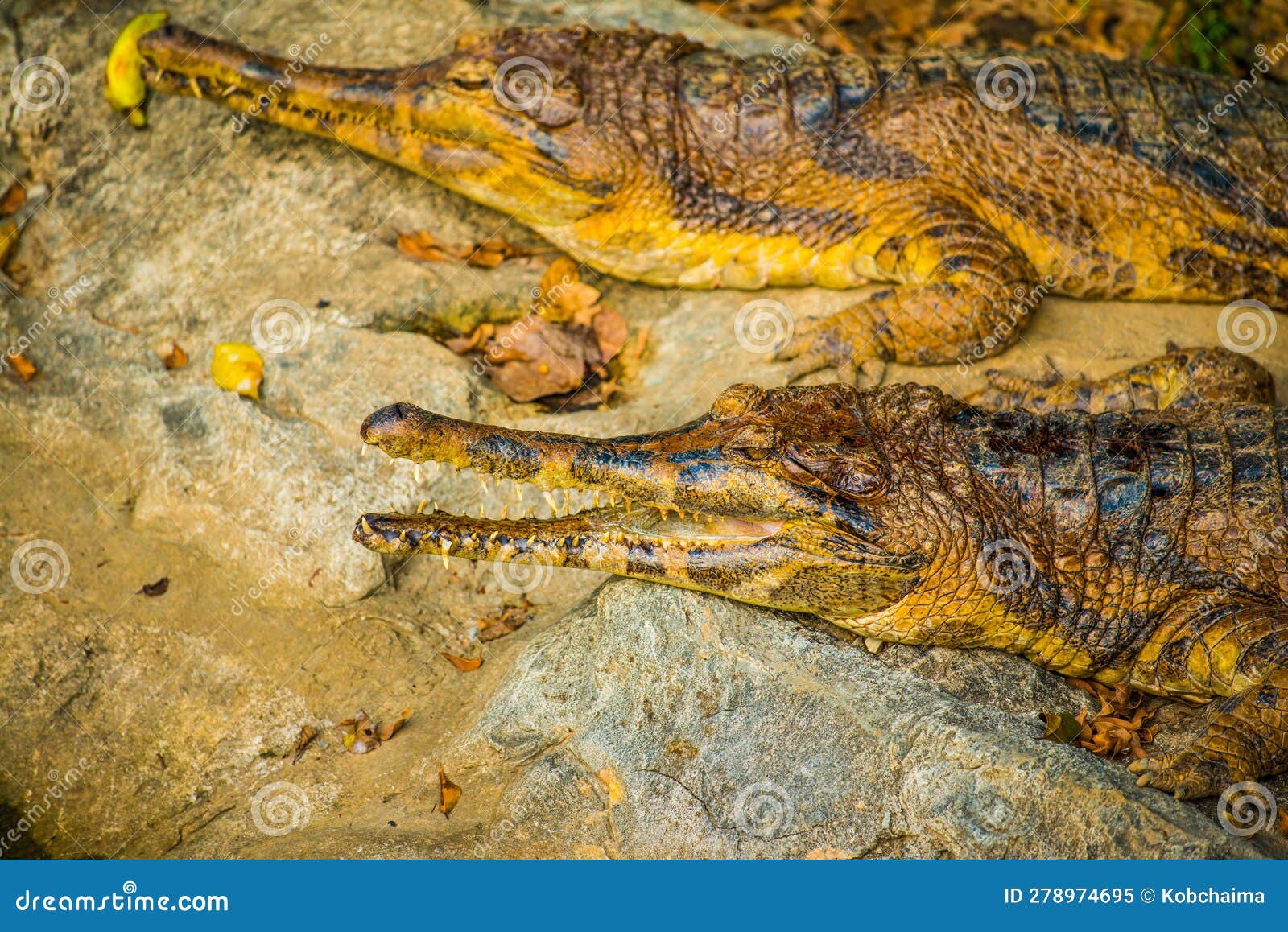 False gharial on rock stock image. Image of nature, resting - 278974695