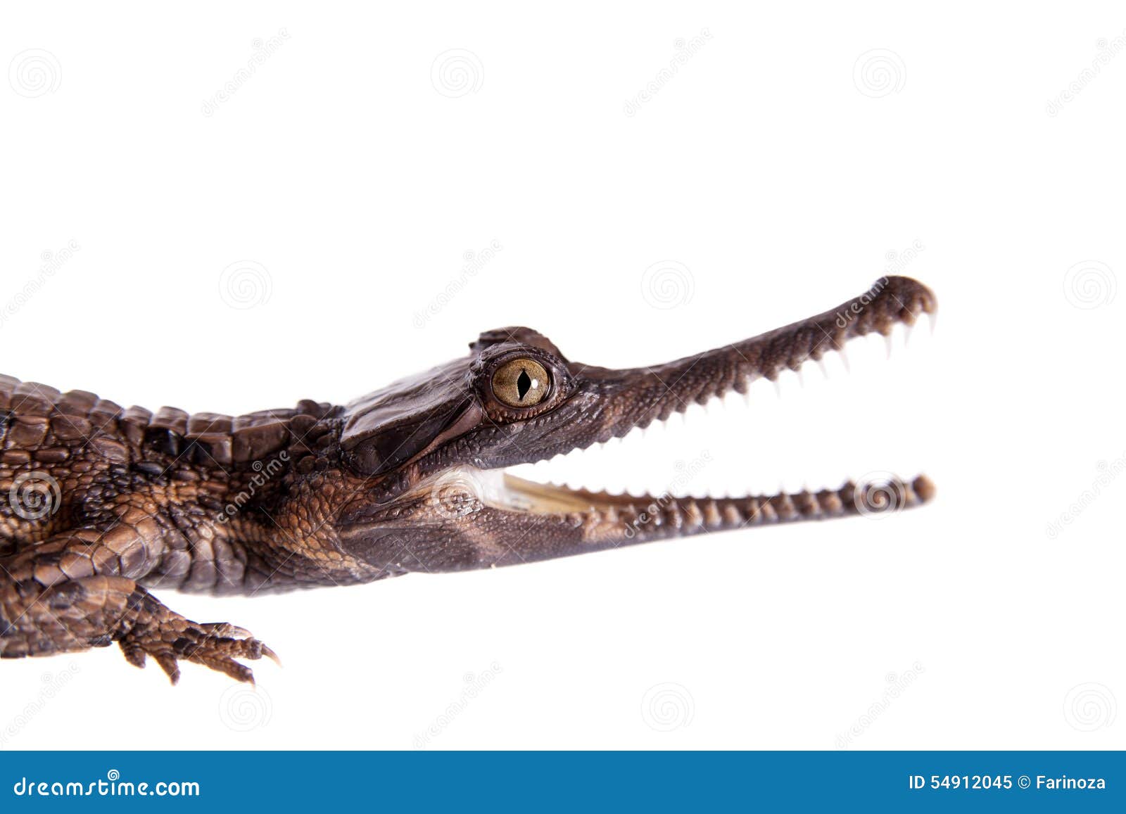 Baby Gharial Crocodile