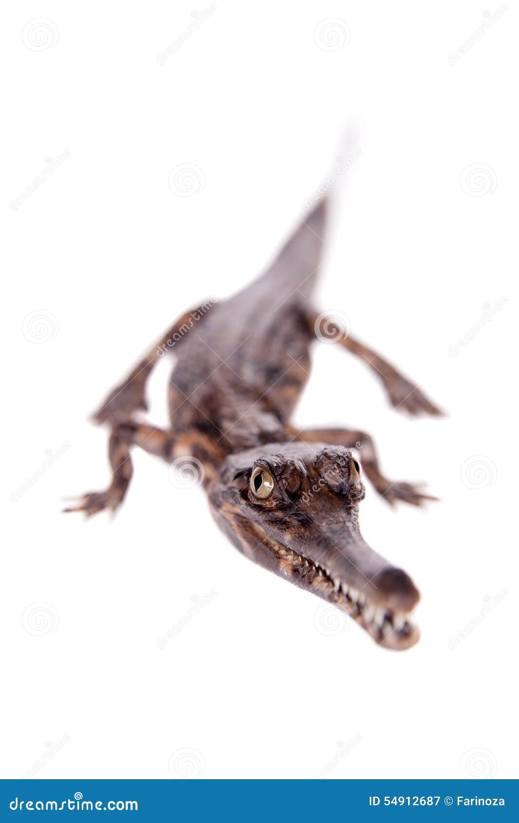 Baby Gavial