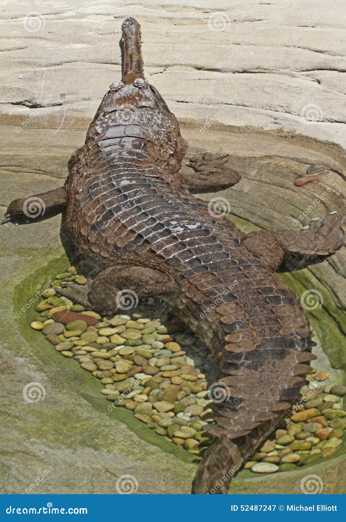 False Gharial stock image. Image of gharial, false, gavial - 52487247