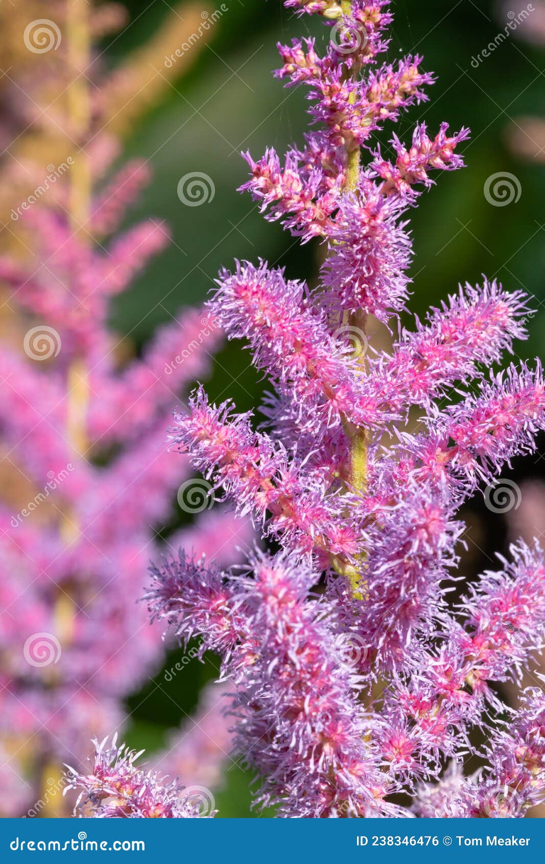 False goats beard flowers stock photo. Image of false - 238346476