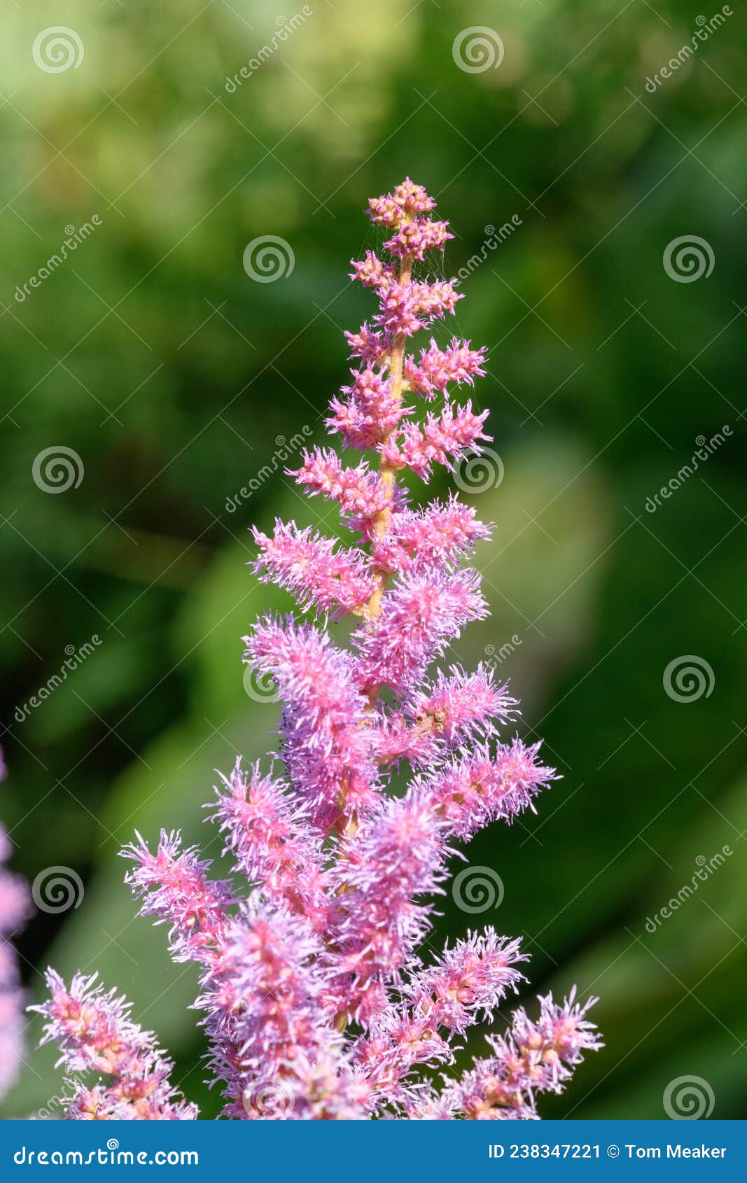 False goats beard flowers stock image. Image of flowers - 238347221