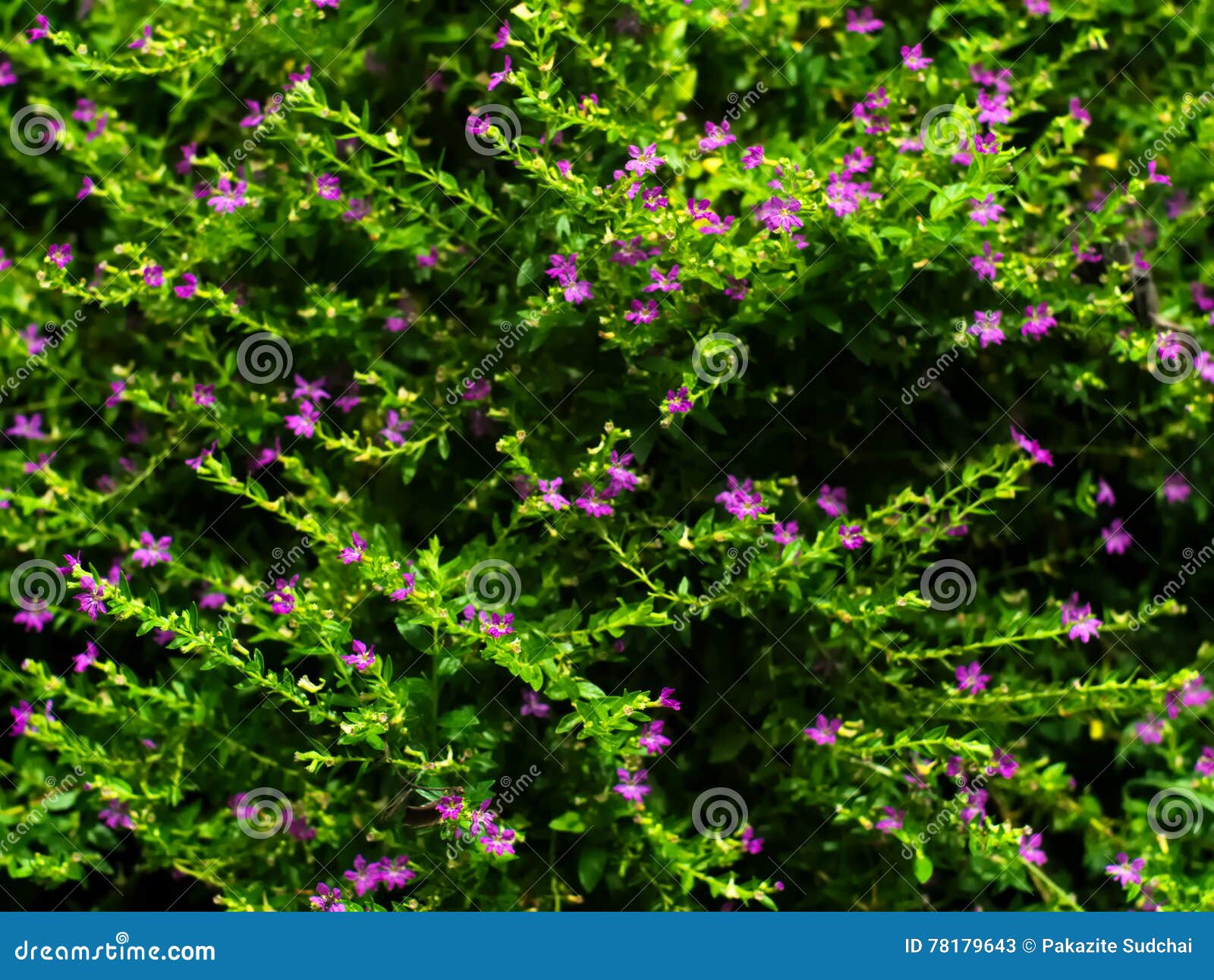 False Heather or Cuphea Hyssopifolia Stock Image - Image of garden ...
