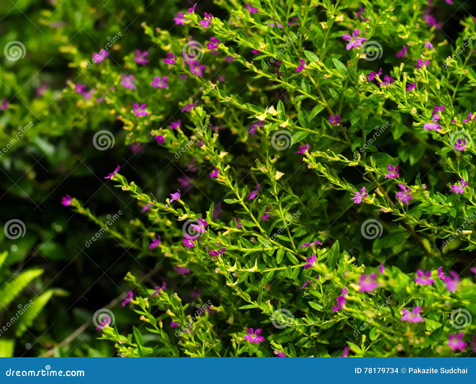False Heather or Cuphea Hyssopifolia Stock Photo - Image of mexican ...