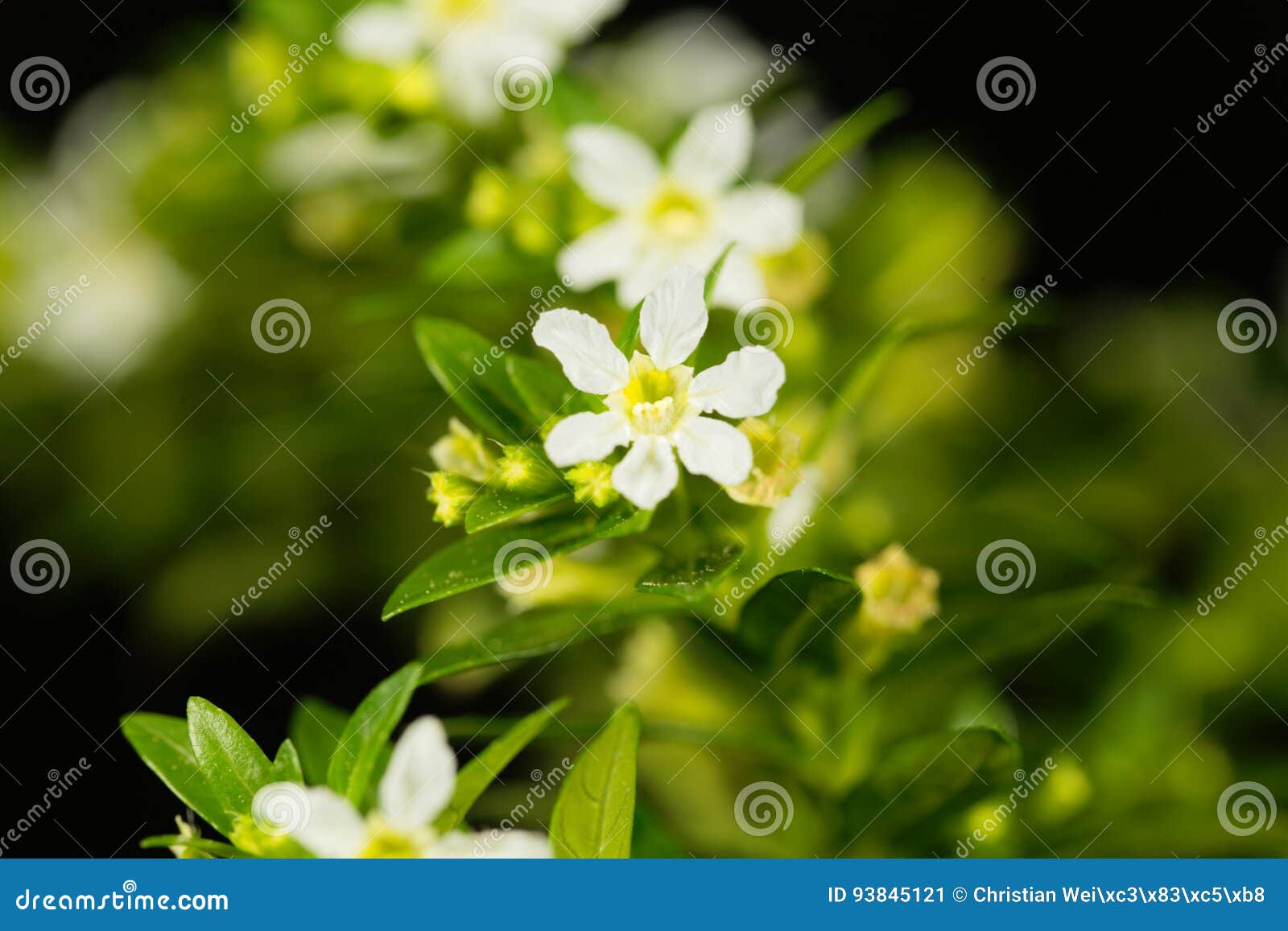 False Heather Cuphea Hyssopifolia Stock Image - Image of heather, macro ...