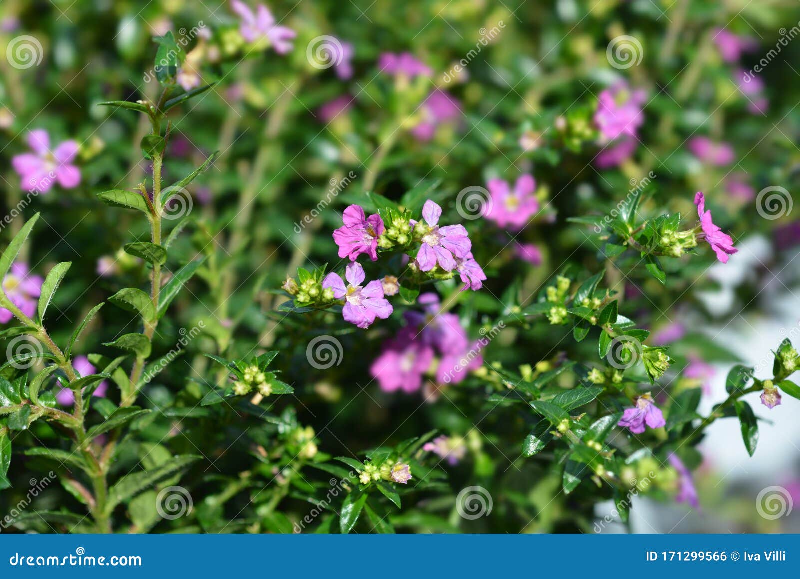False heather stock photo. Image of false, heather, herb - 171299566