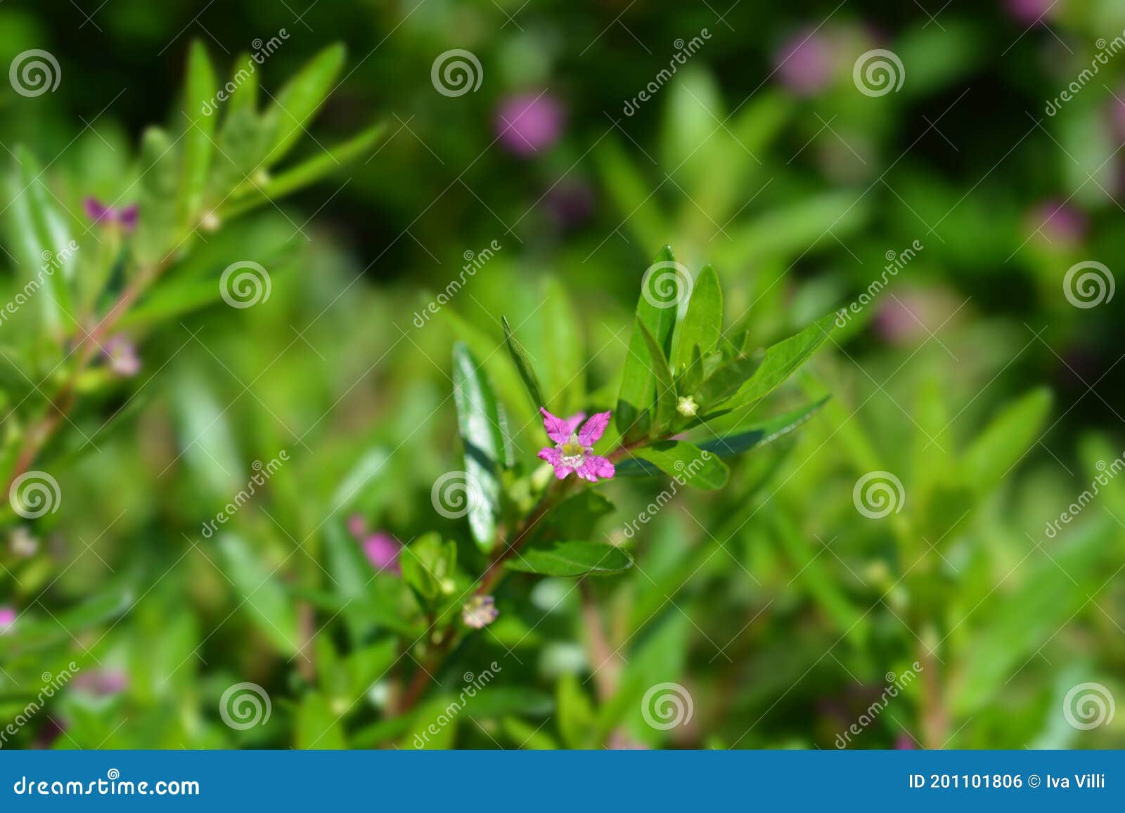 False heather stock photo. Image of leaf, mexican, pink - 201101806