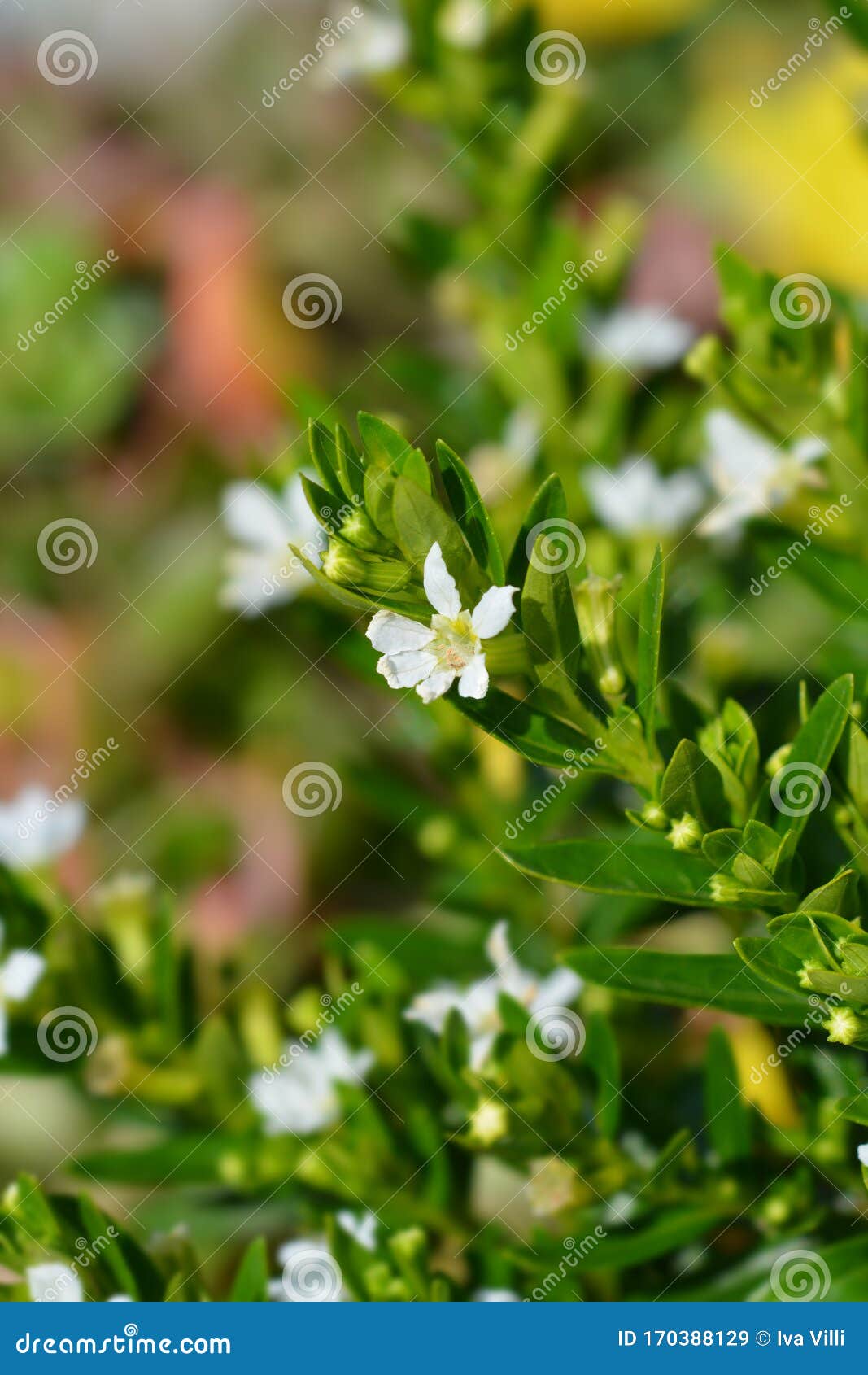 False heather stock image. Image of hawaiian, white - 170388129