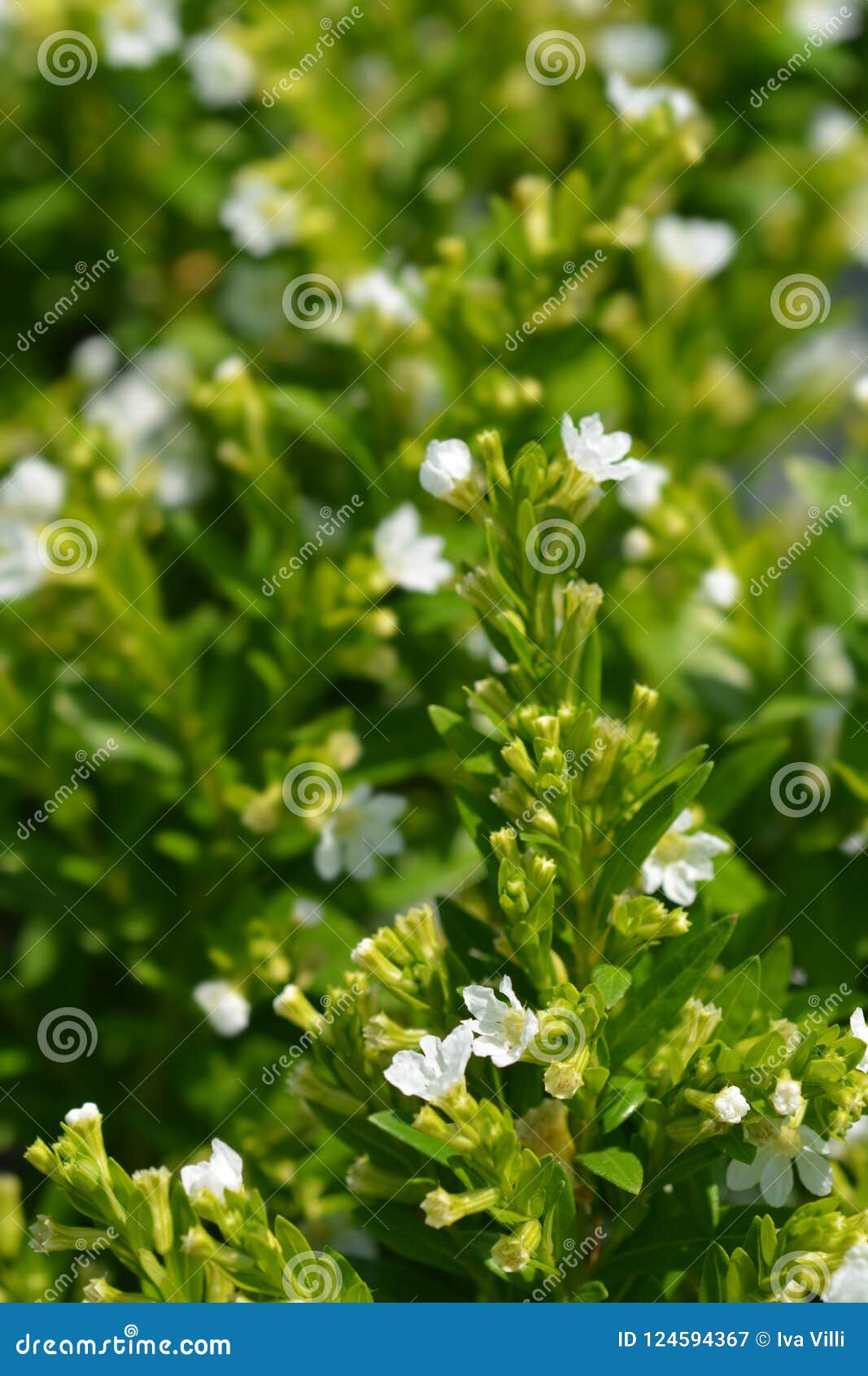 White false heather stock image. Image of elfin, hawaiian - 124594367