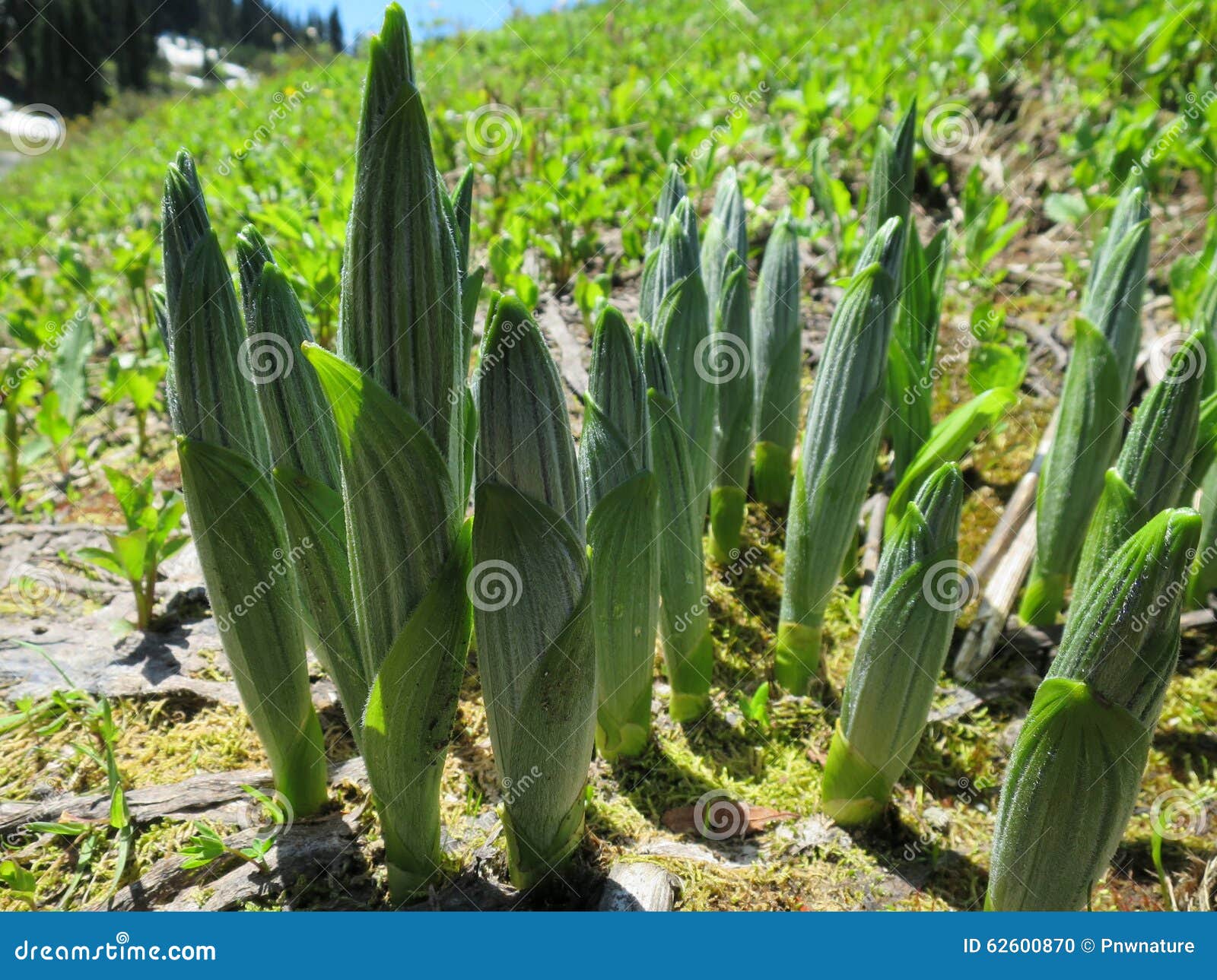 False Hellebore Sprouts - Veratrum Viride Stock Photo - Image of alpine ...