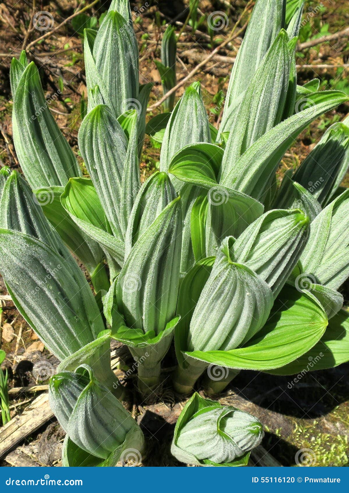 False Hellebore Sprouts - Veratrum Viride Stock Photo - Image of poke ...