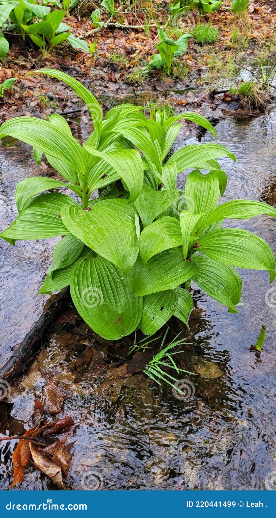 False Hellebore Veratrum Virile Plant Stock Image - Image of pond ...