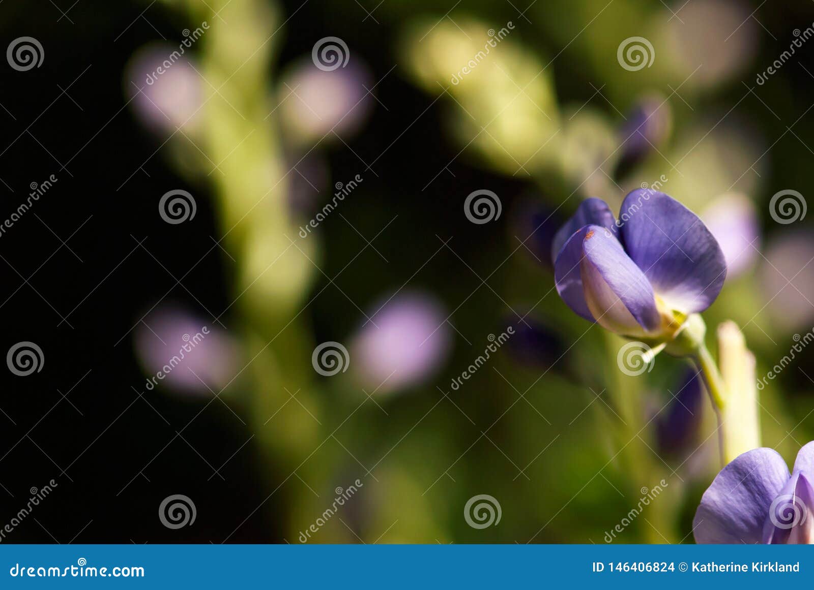 False Indigo Flower stock photo. Image of fresh, flora - 146406824