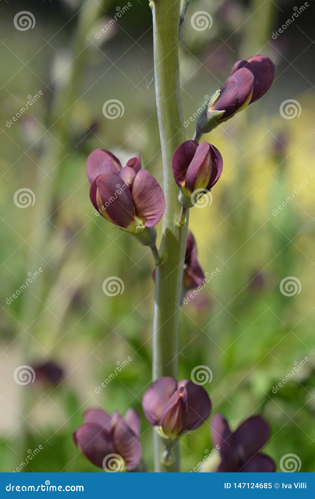 False indigo hybrid stock image. Image of false, plant - 147124685
