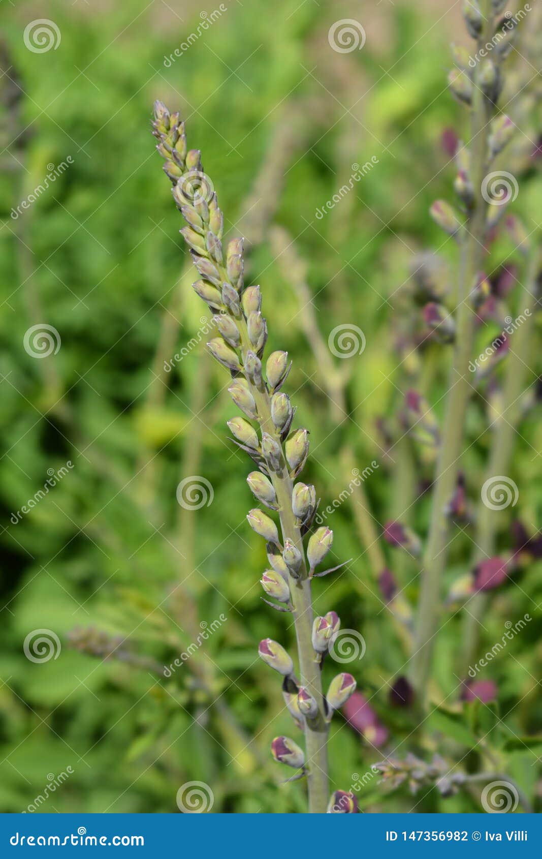 False indigo hybrid stock photo. Image of nature, green - 147356982