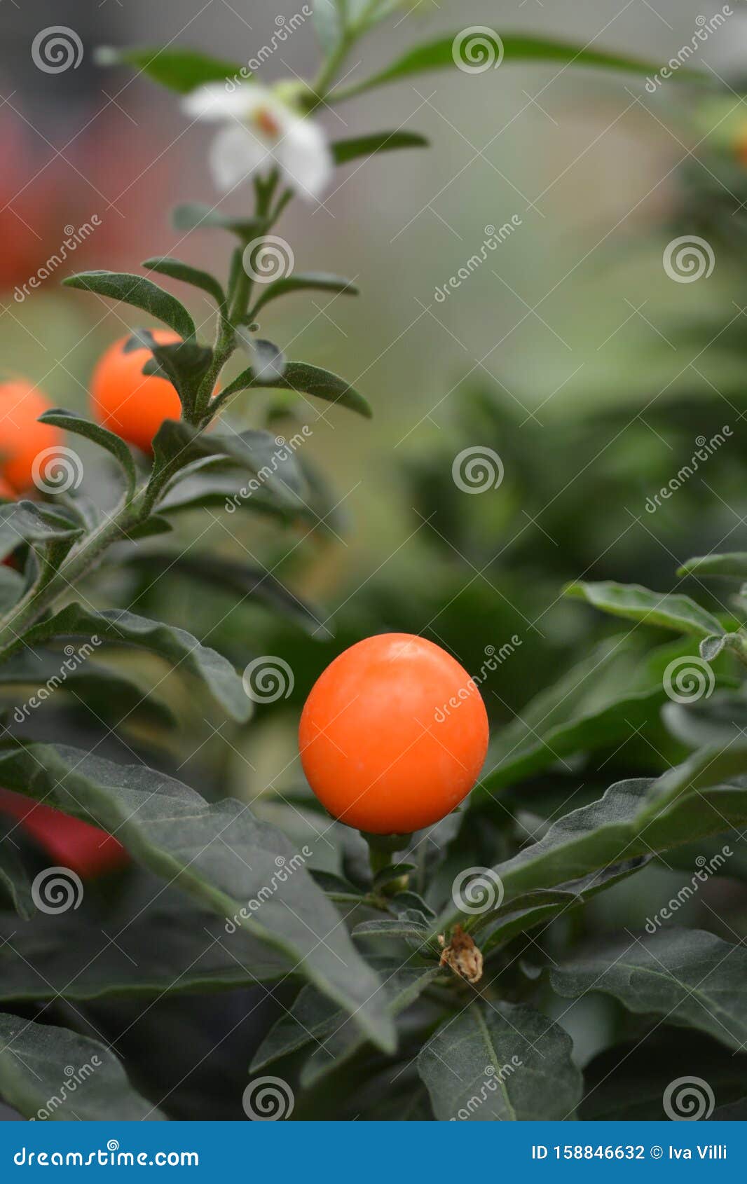 Jerusalem Cherry Solanum Pseudocapsicum Outdoor Stock Photo ...