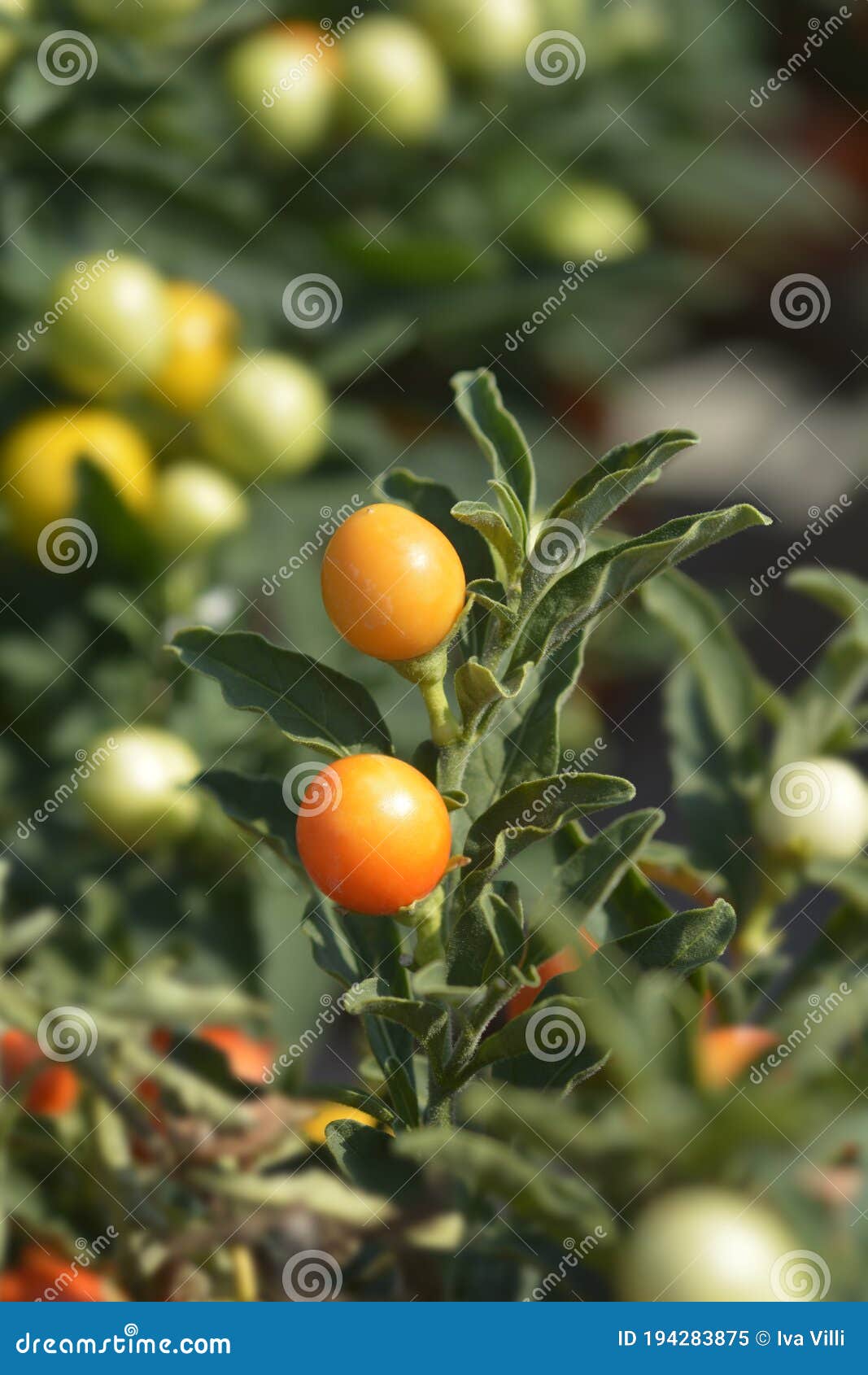 Jerusalem Cherry Solanum Pseudocapsicum Outdoor Stock Photo ...