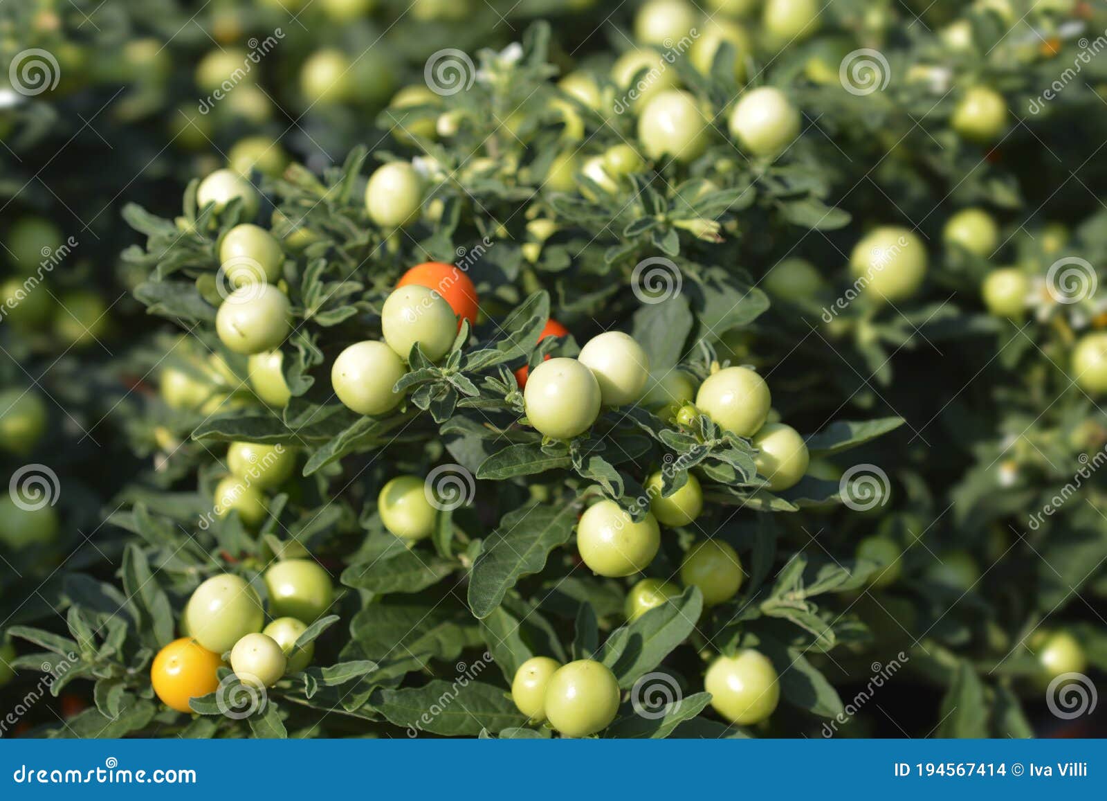Jerusalem Cherry Solanum Pseudocapsicum Outdoor Stock Photo ...