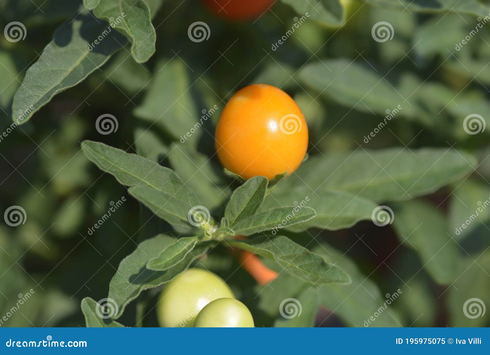 Jerusalem Cherry Solanum Pseudocapsicum Outdoor Stock Photo ...