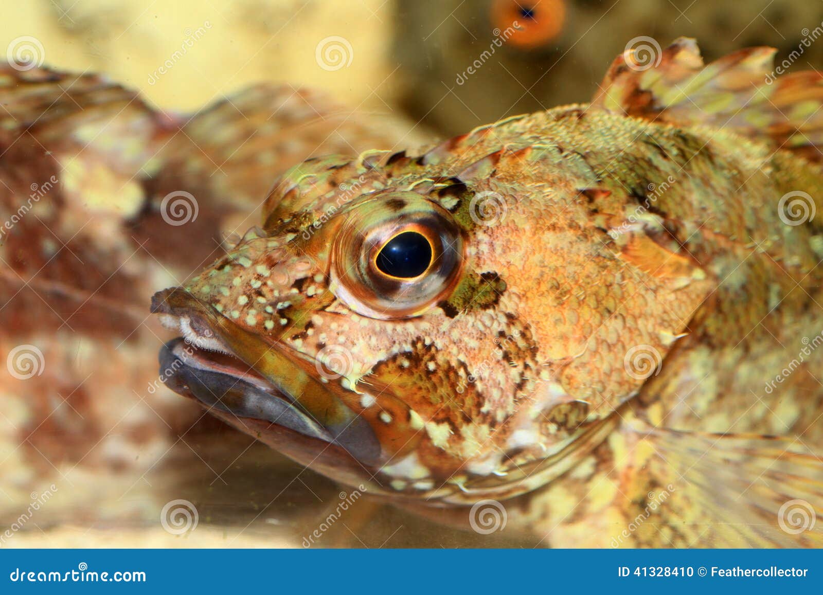 False kelpfish stock photo. Image of salt, false, ocean - 41328410