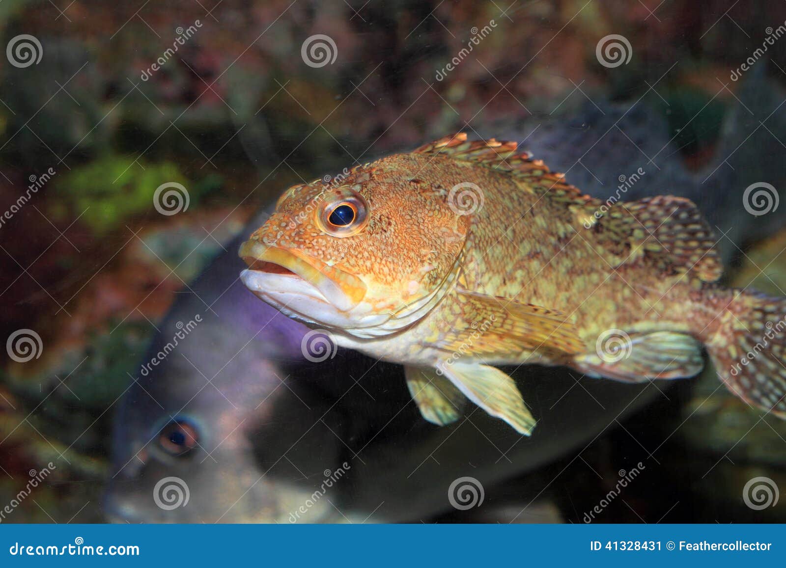 False kelpfish stock image. Image of sebastes, pacific - 41328431